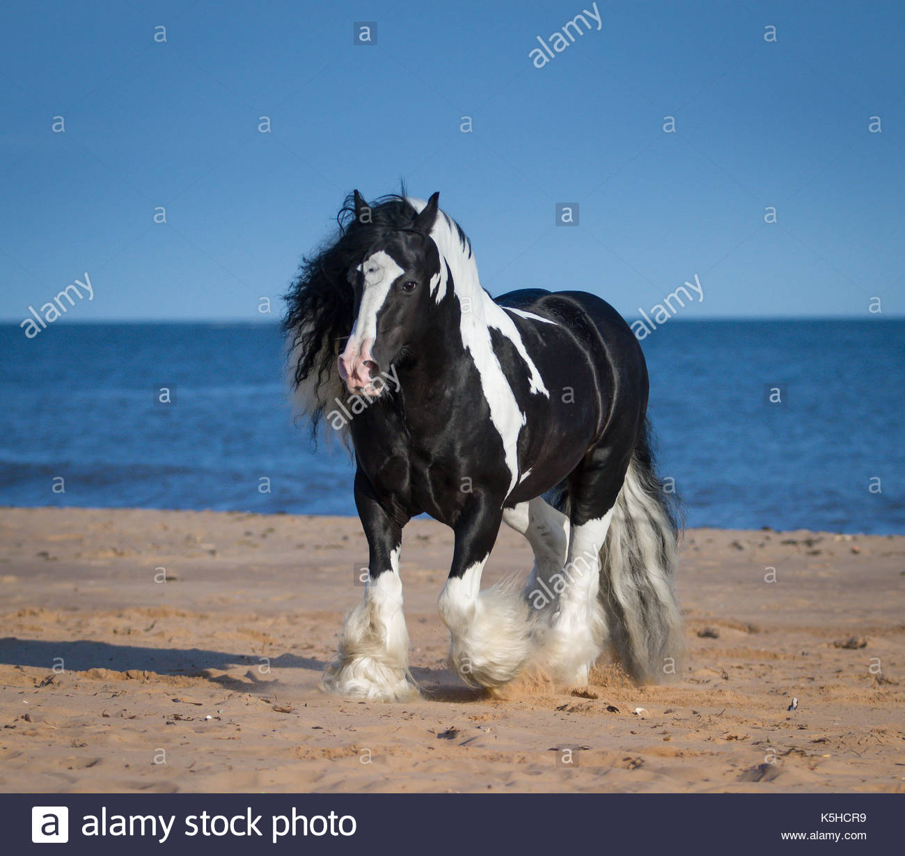Gypsy Cob Stock Photos & Gypsy Cob Stock Images - Alamy