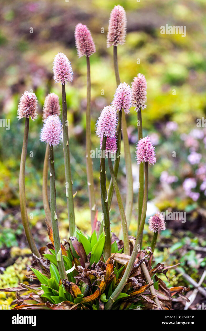 Helonias bullata, Swamp Pink is a rare perennial rhizomatous herb Stock ...