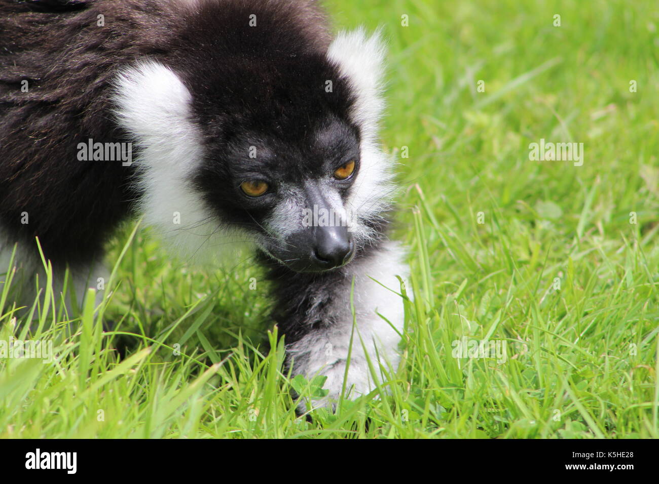 Angry lemur hi-res stock photography and images - Alamy