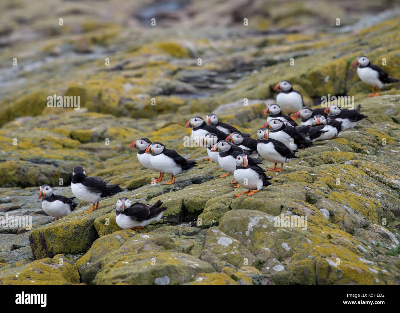 on the Farne Islands, a British nature reserve, famous for birdwatching ...