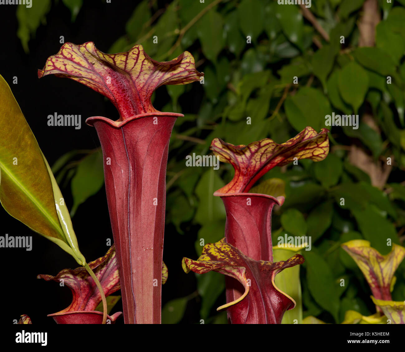 Sarracenia flava hi-res stock photography and images - Alamy