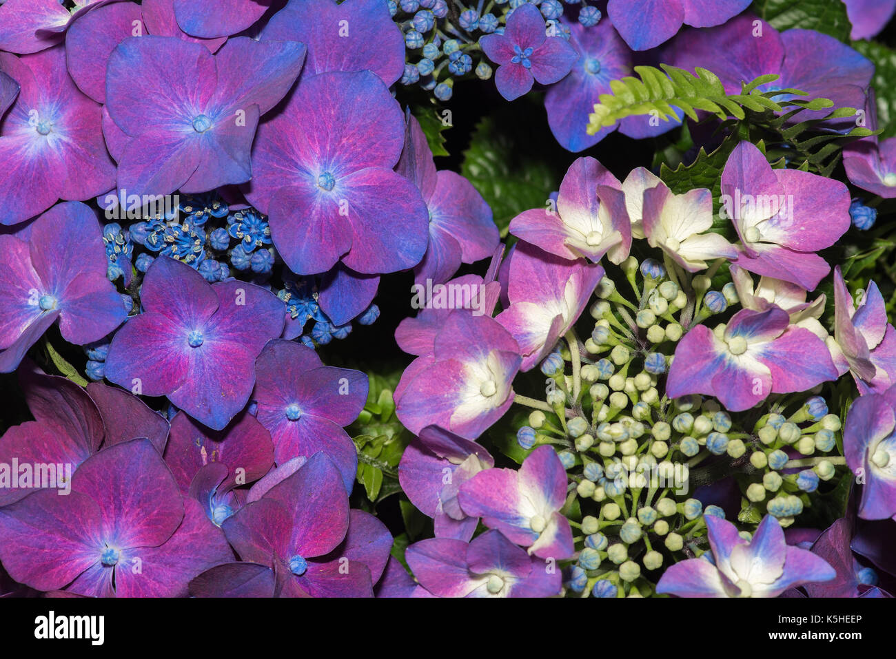 Close up of a mass of Hydrangea flowers, variety Kardinal Violet at a ...