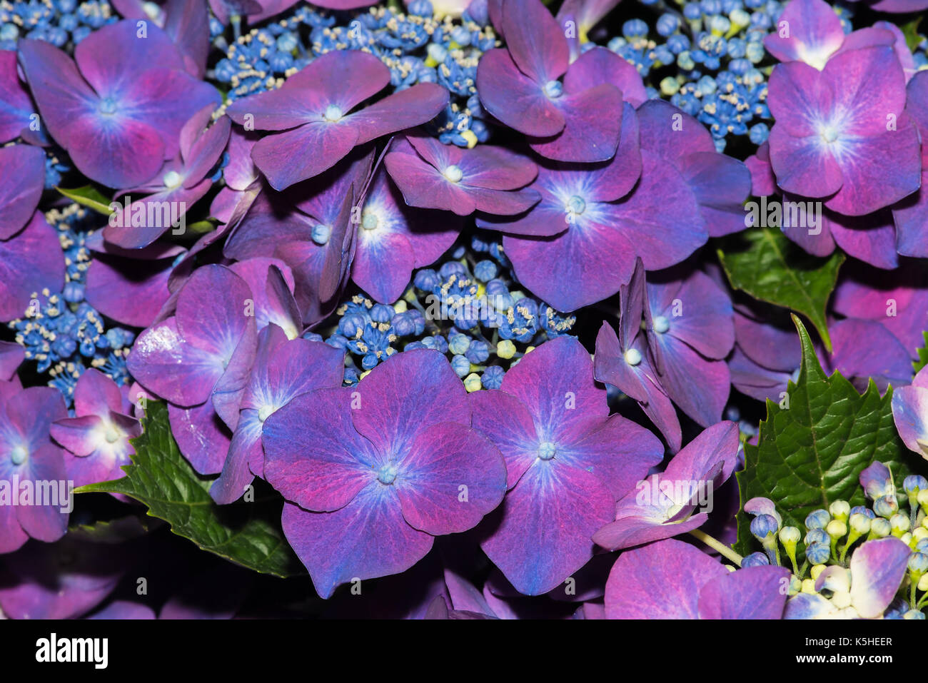 Close up of a mass of Hydrangea flowers, variety Kardinal Violet at a ...