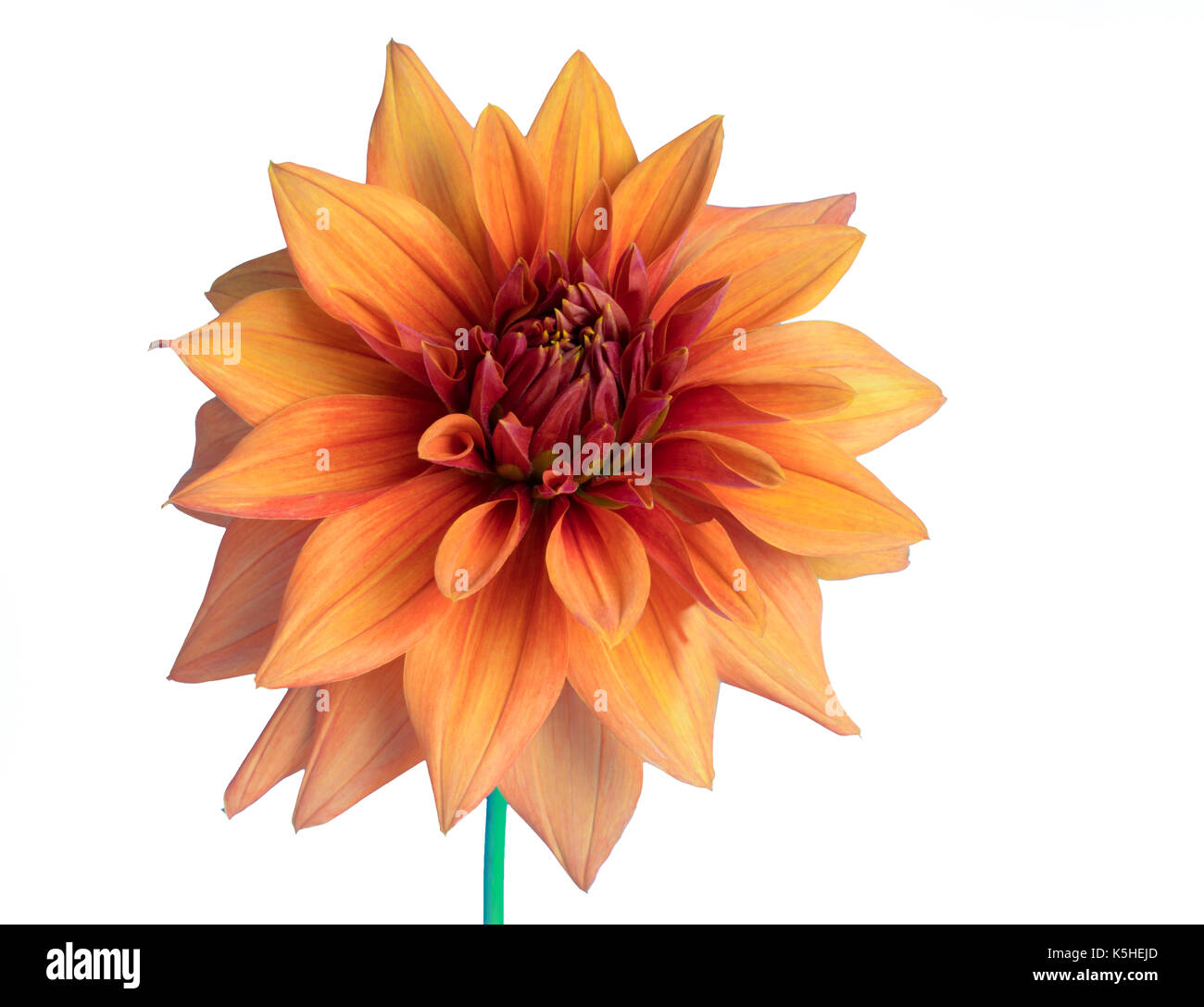 orange dhalia isolated on white background Stock Photo - Alamy