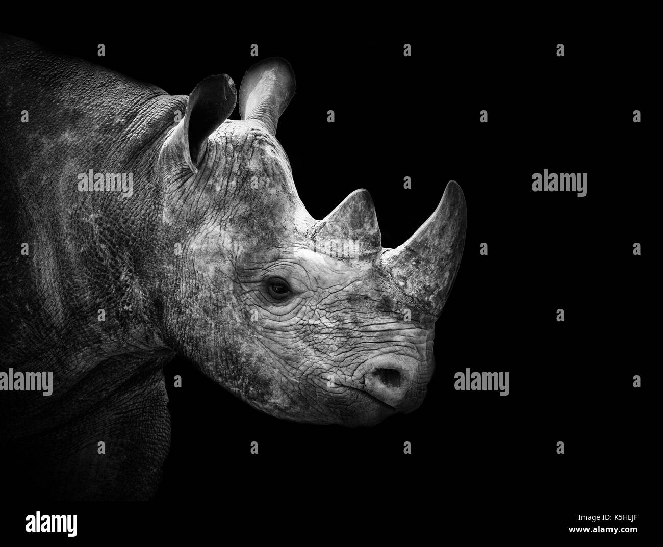 Rhino and lion nature reserve hi-res stock photography and images - Alamy