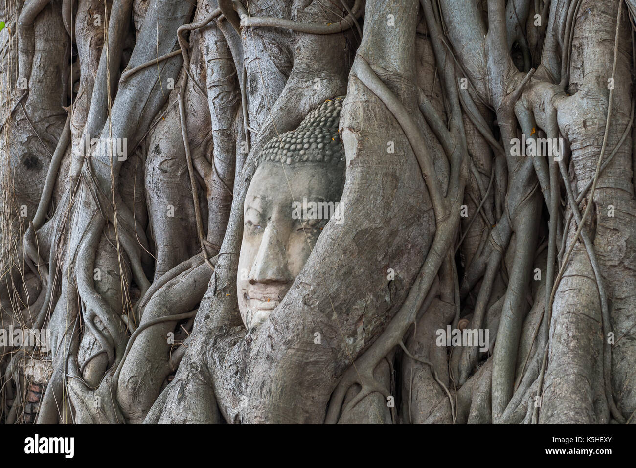 Buddha's head in tree root. Ayutthaya. Thailand Stock Photo - Alamy