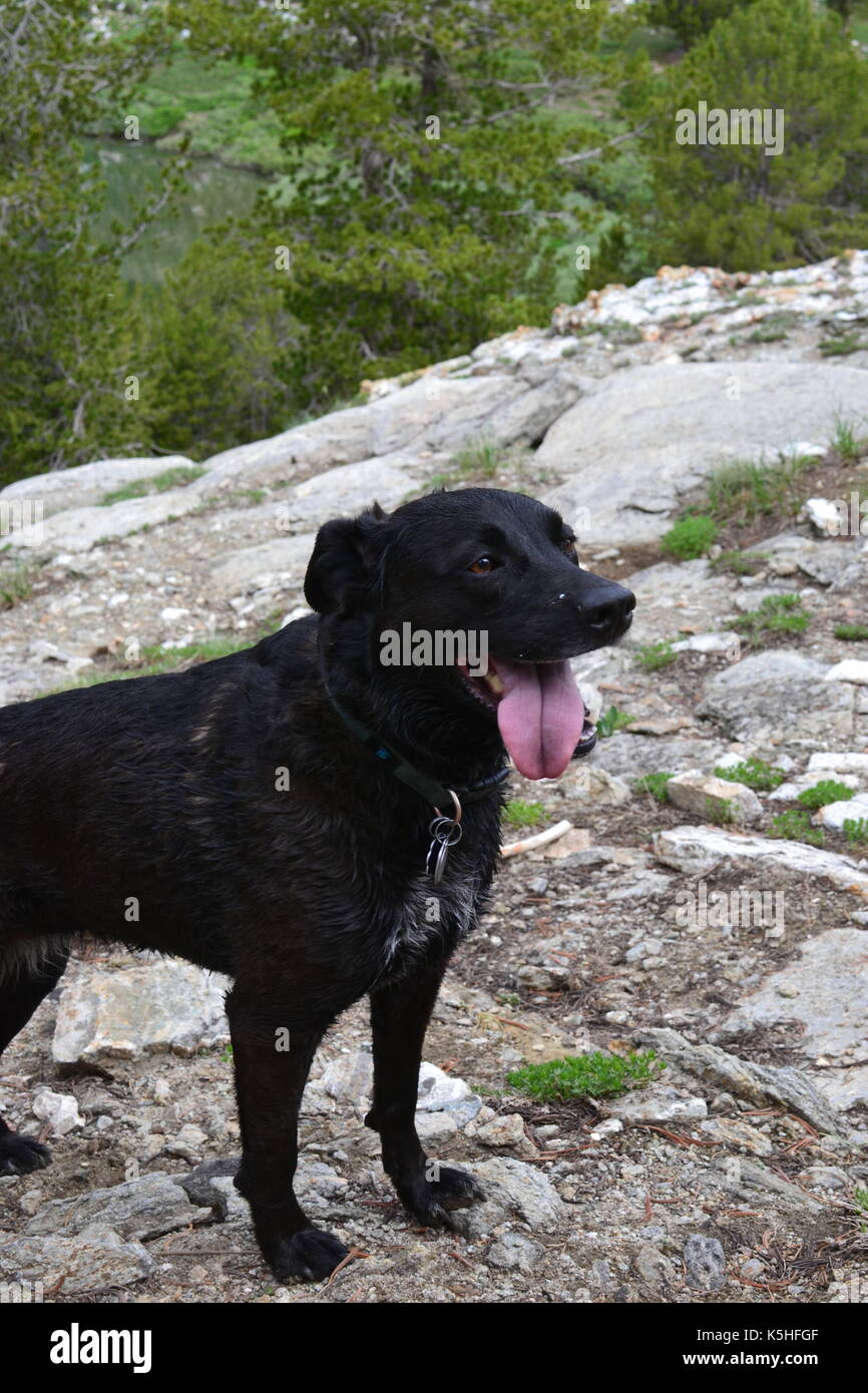 Lake dog hi-res stock photography and images - Alamy
