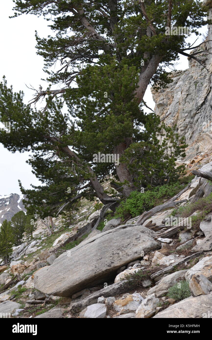 Elko hi-res stock photography and images - Alamy