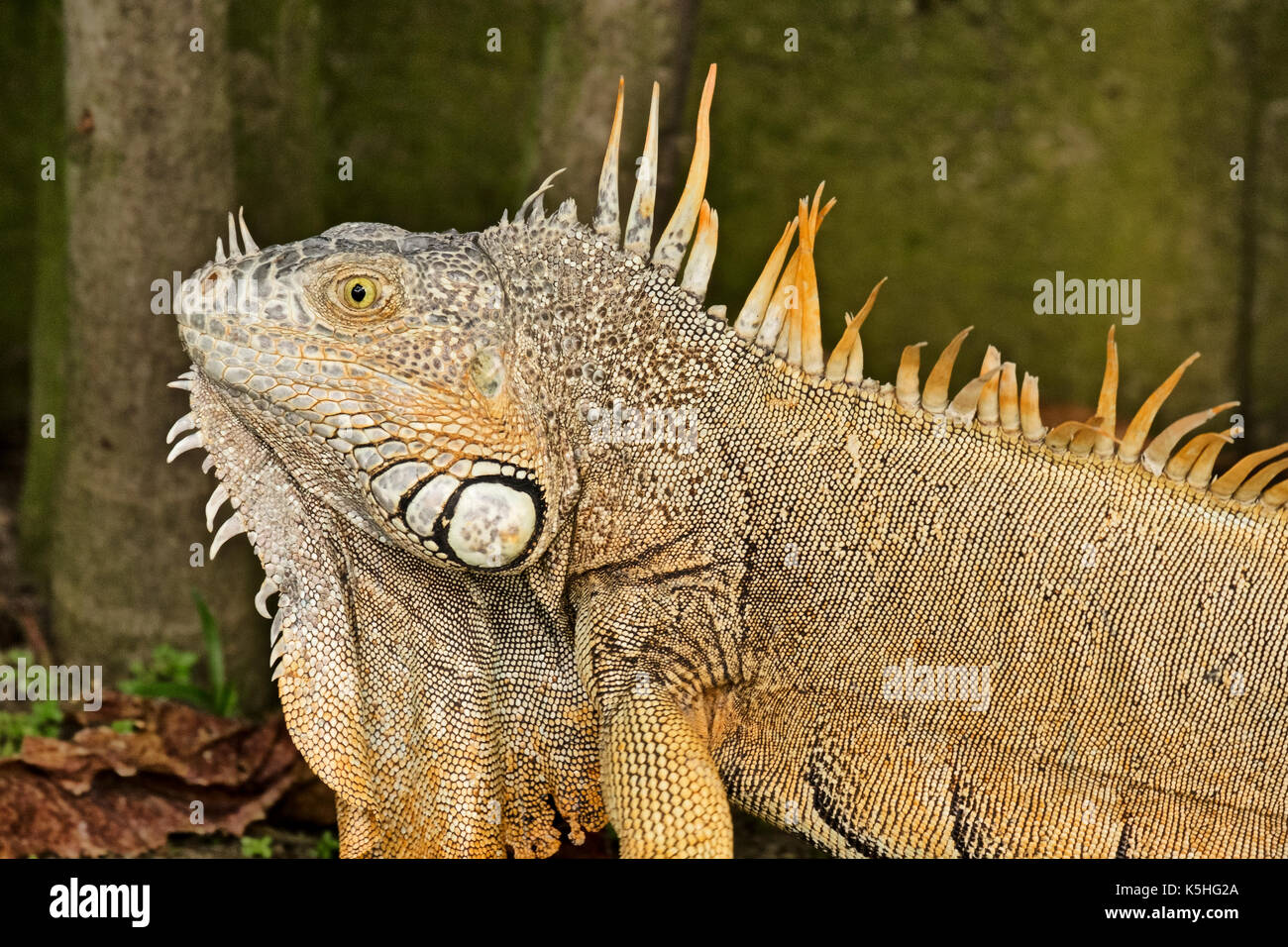 A wild male American Iguana in Mexico shows the heavier jowls and ...