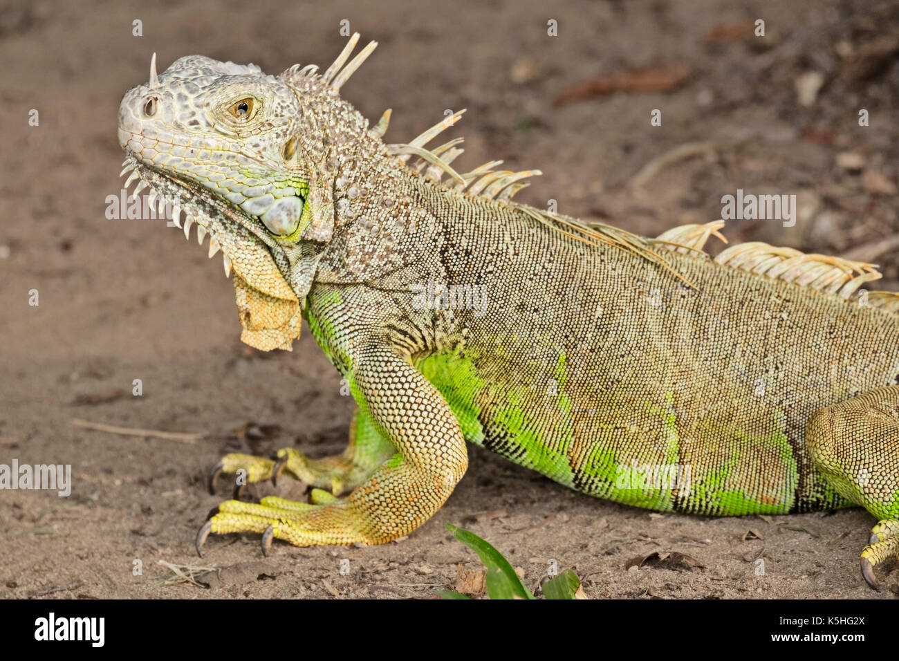 A common green iguana (species: igauna iguana) takes a moment to rest ...