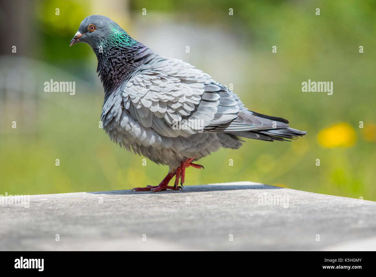 homing pigeon bird and body feather Stock Photo - Alamy