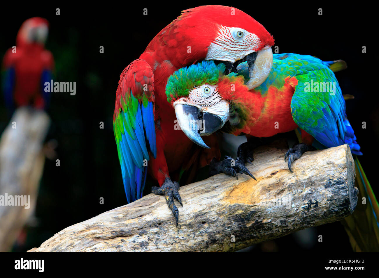 couples of red scarlet macaws birds perching on tree branch Stock Photo ...