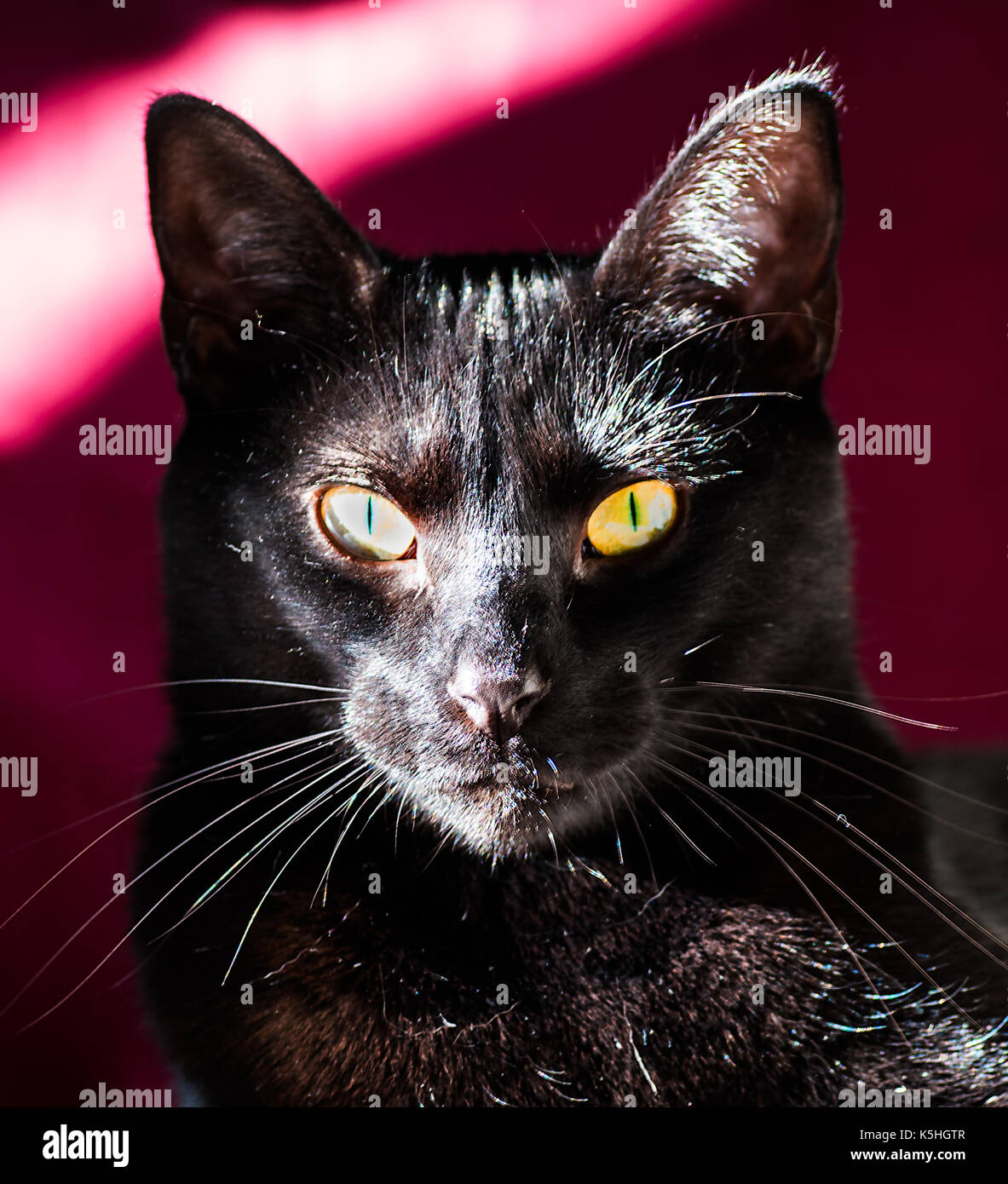 Black cat in a sunbeam in front of a deep red background Stock Photo ...