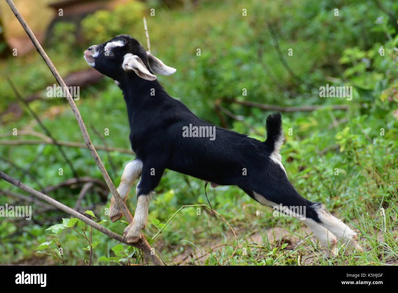 Small goat kid playing alone Stock Photo - Alamy