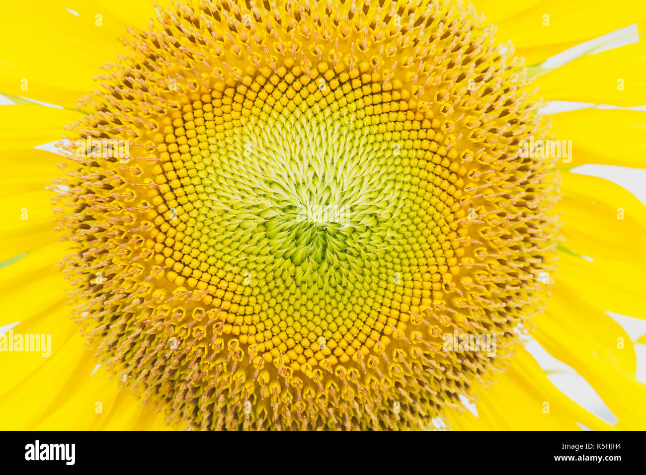 Sunflowers texture hi-res stock photography and images - Alamy