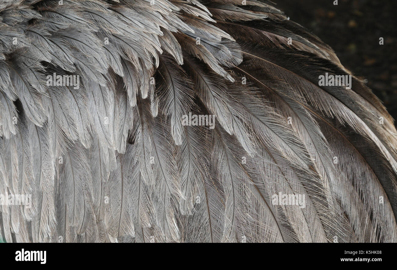 Rhea feathers hi-res stock photography and images - Alamy