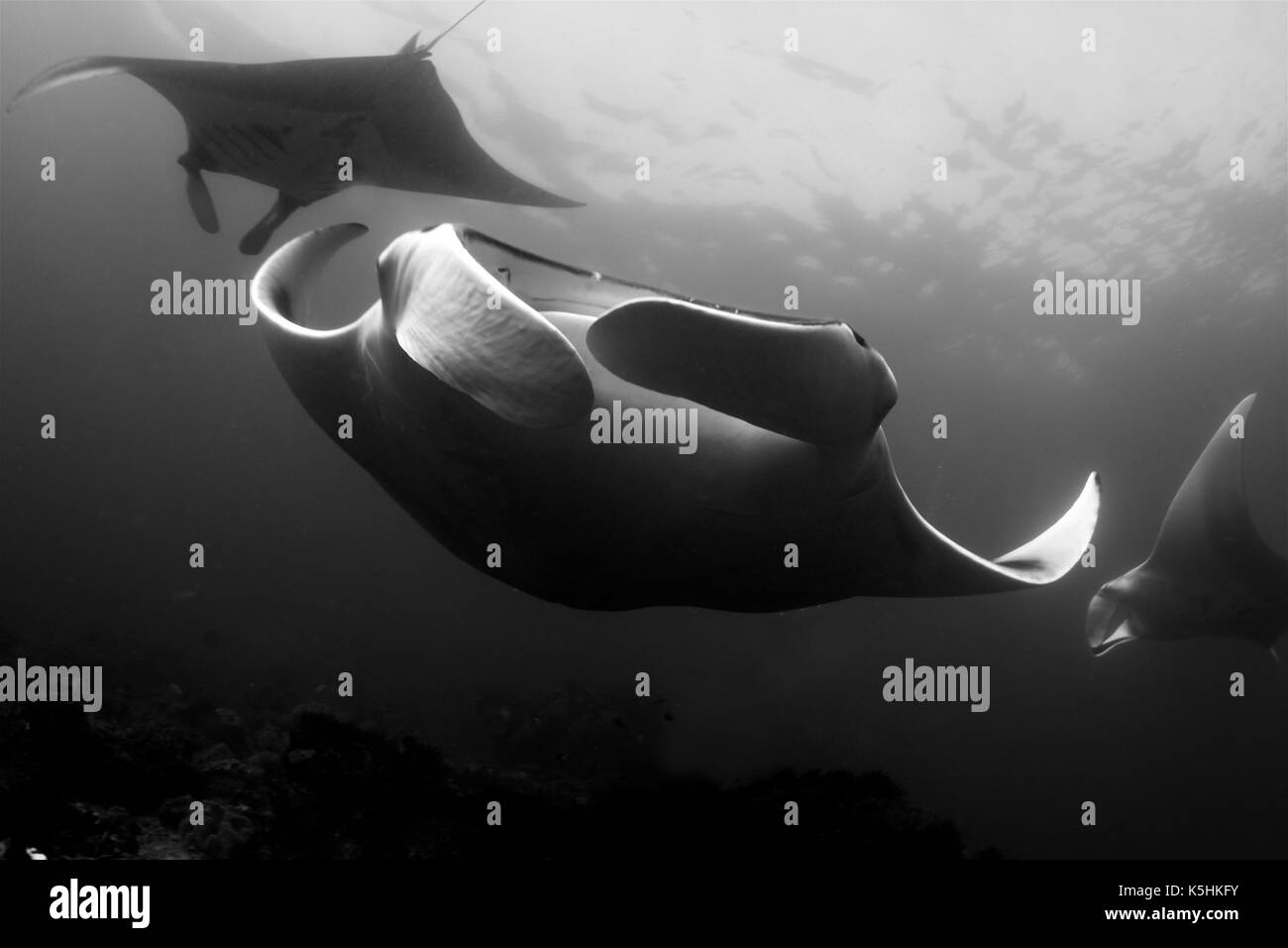 Giant Manta Ray (Manta birostris) Three Giant Manta Rays filter feeding ... Giant Manta Ray (Manta birostris) Three Giant Manta Rays filter feeding ...