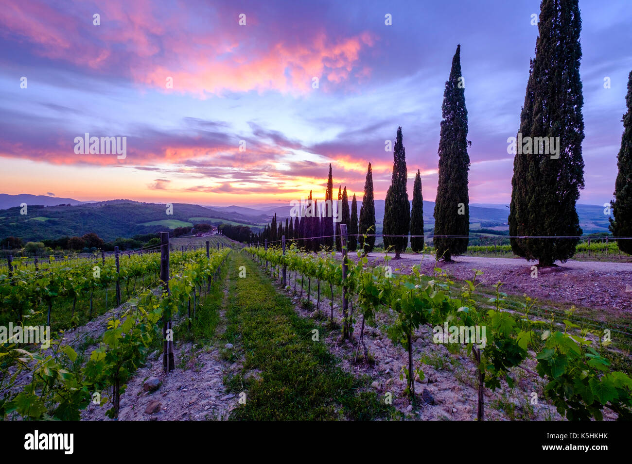 Typical tuscanian landscape with a farmhouse on a hill, vineyards and ...