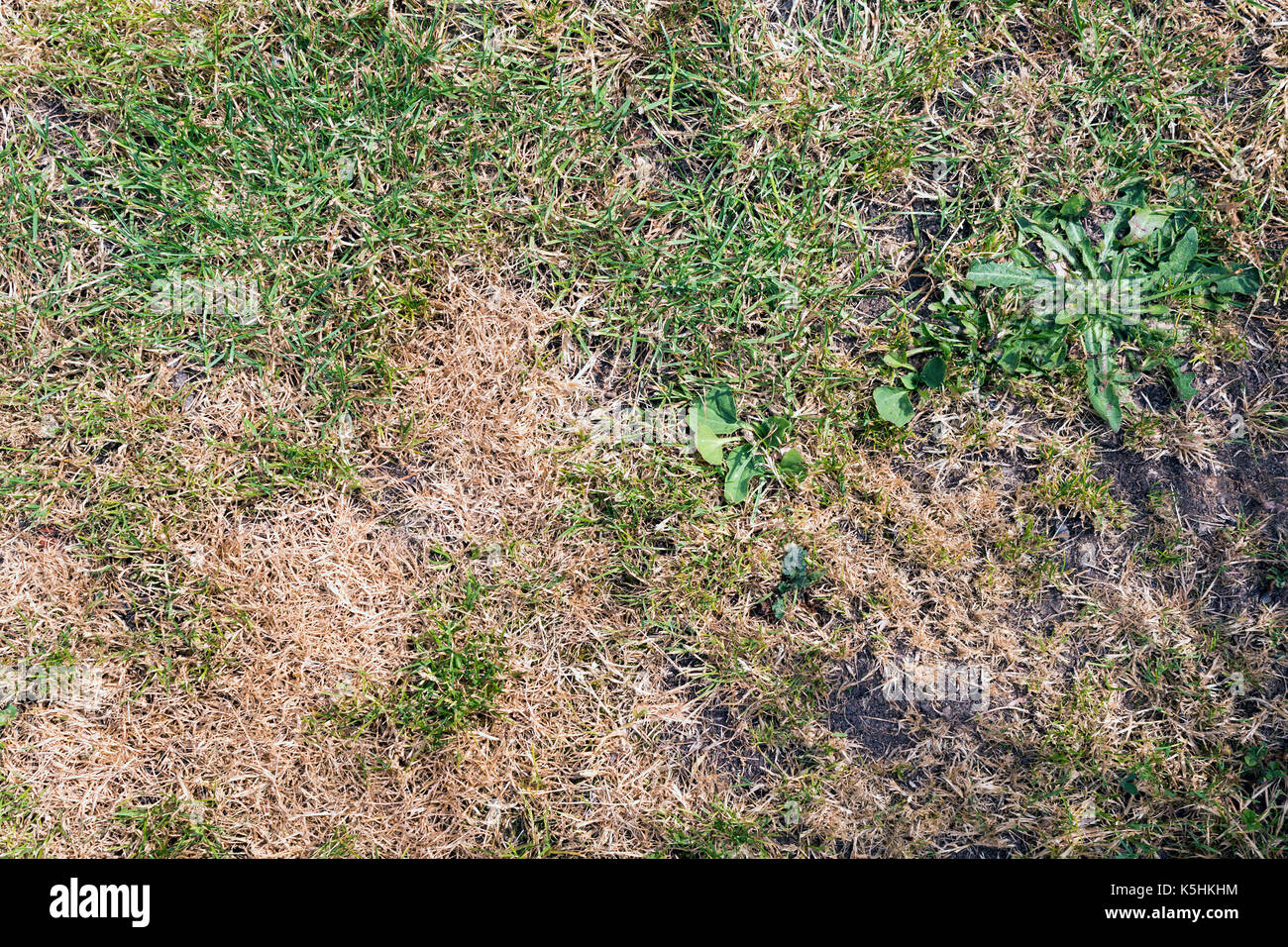 Grass texture from an overhead view with bald and dry patches with ...