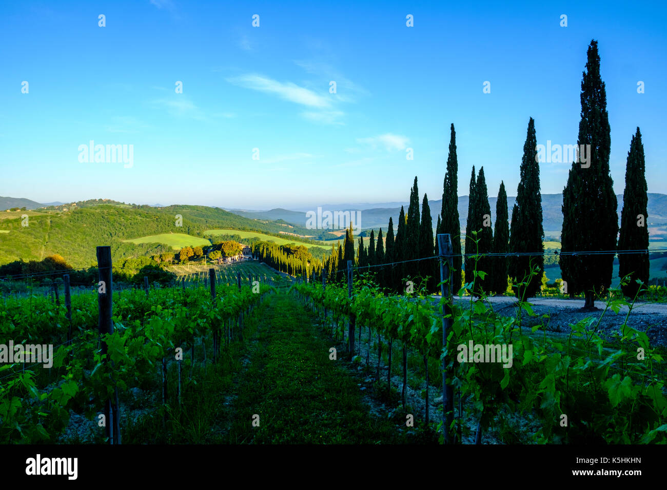Typical tuscanian landscape with a farmhouse on a hill, vineyards and ...