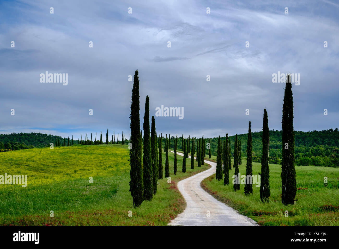 Typical tuscanian landscape with a cypress avenue leading up a hill ...