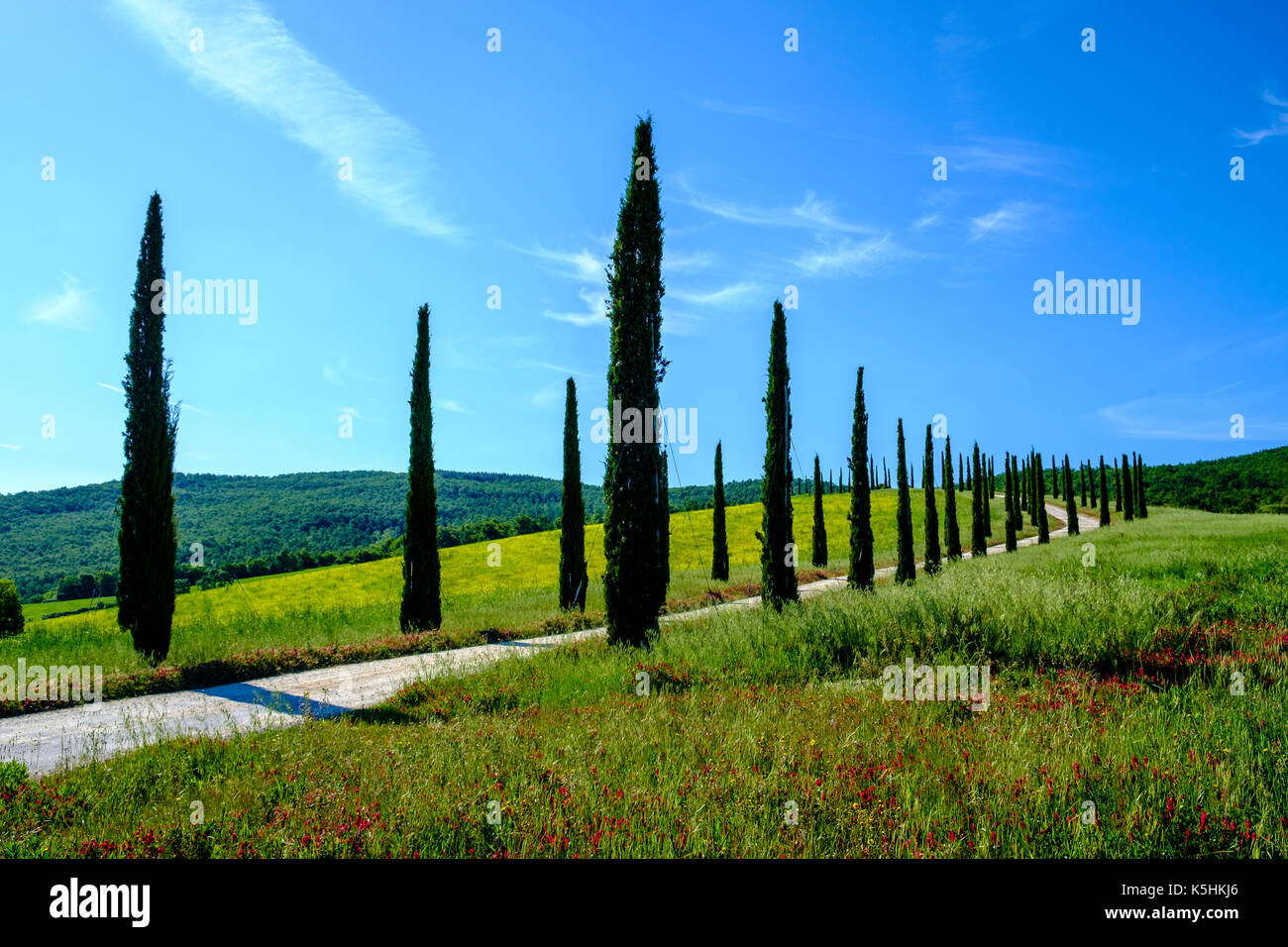 Typical tuscanian landscape with a cypress avenue leading up a hill ...