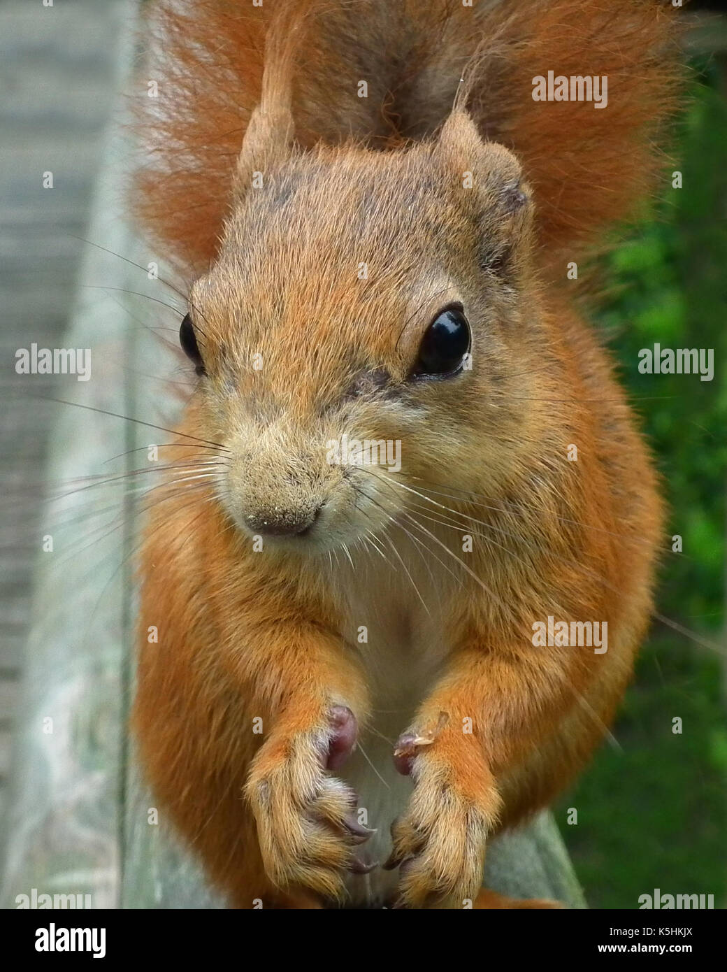 Red rats tail hi-res stock photography and images - Alamy