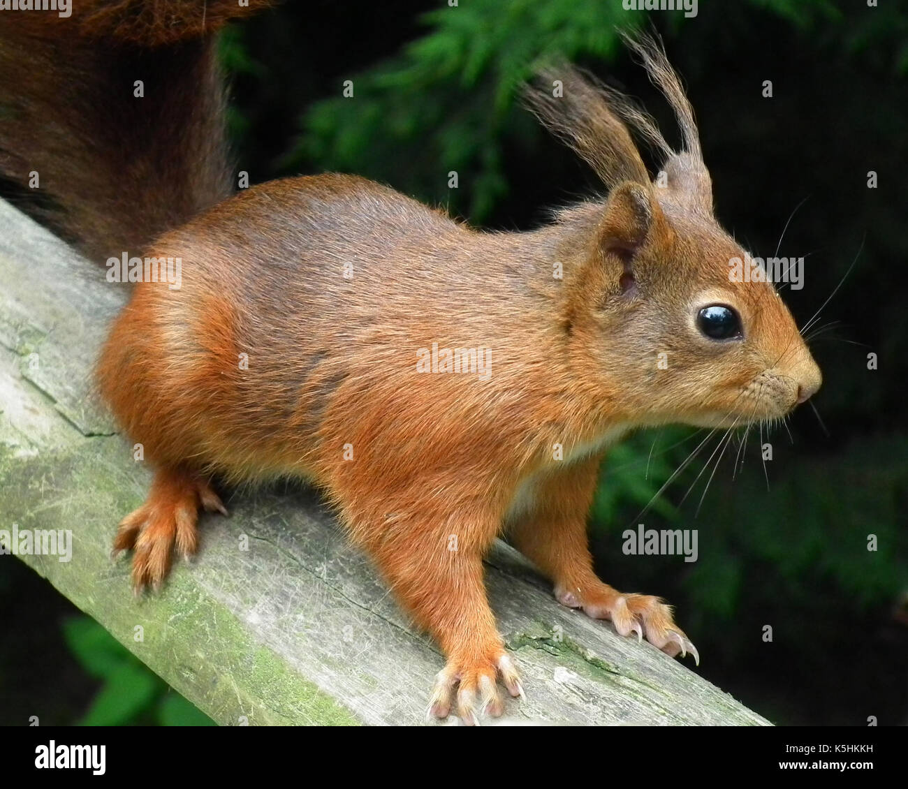 Red rats tail hi-res stock photography and images - Alamy