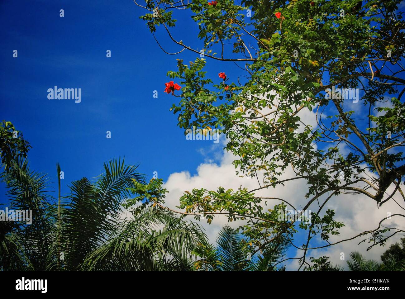 kuching countryside, borneo, malaysia Stock Photo - Alamy