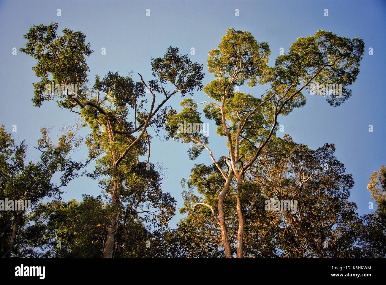 Picture plant borneo forest hi-res stock photography and images - Alamy