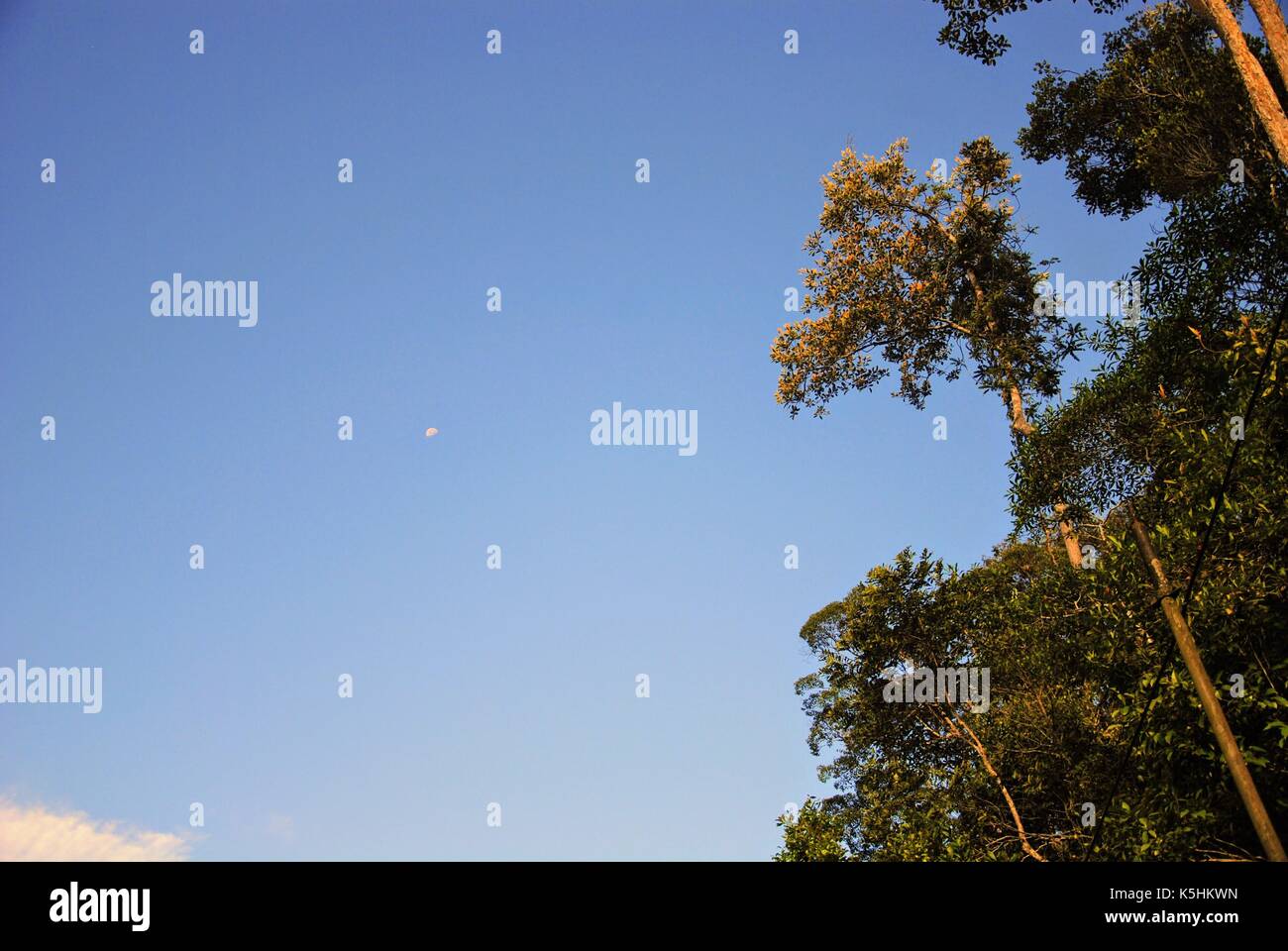 Picture plant borneo forest hi-res stock photography and images - Alamy
