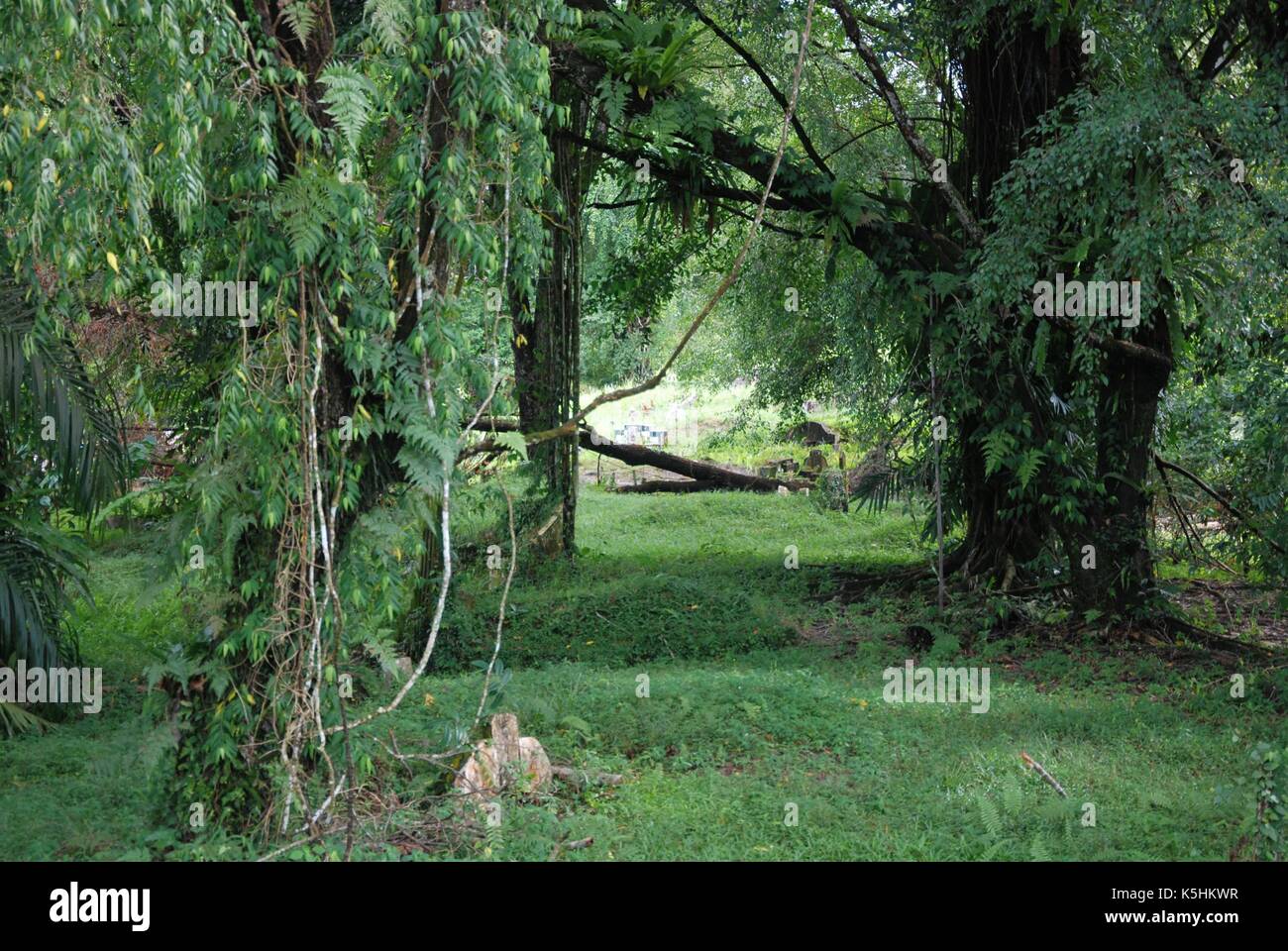 Picture plant borneo forest hi-res stock photography and images - Alamy