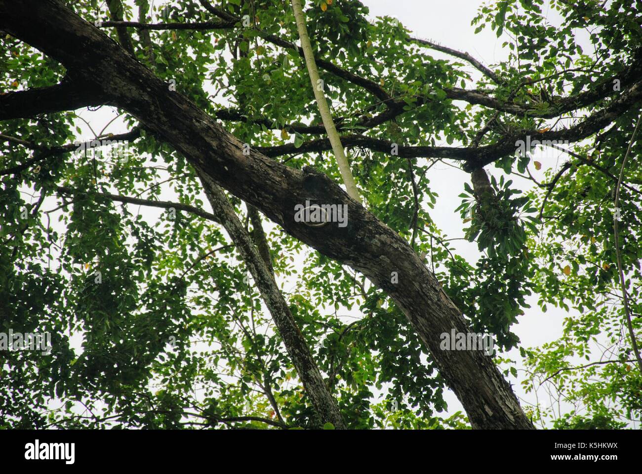 Picture plant borneo forest hi-res stock photography and images - Alamy
