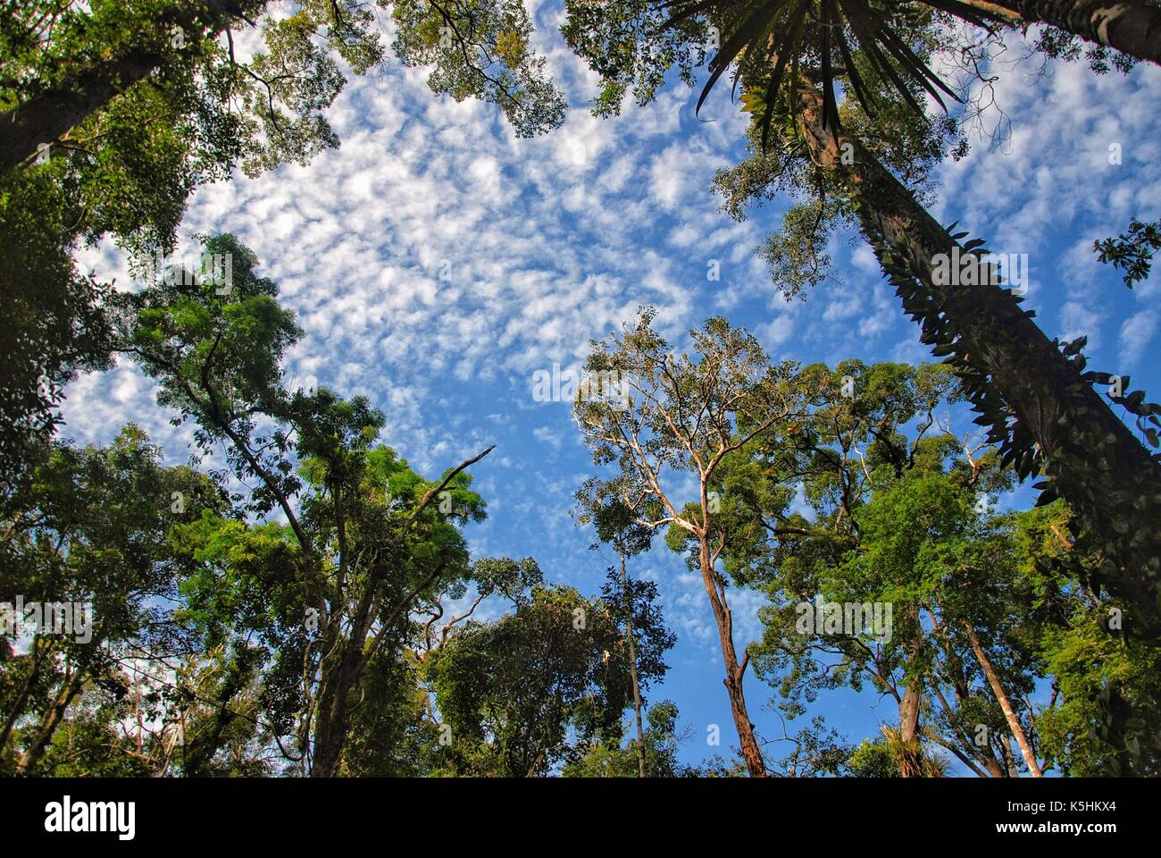 Picture plant borneo forest hi-res stock photography and images - Alamy