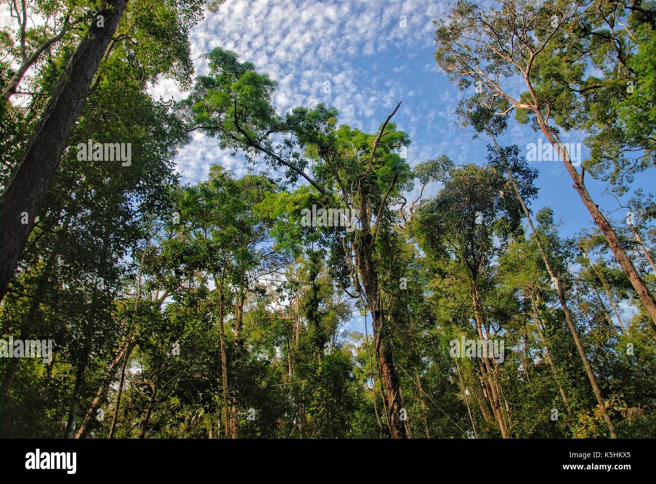 Picture plant borneo forest hi-res stock photography and images - Alamy