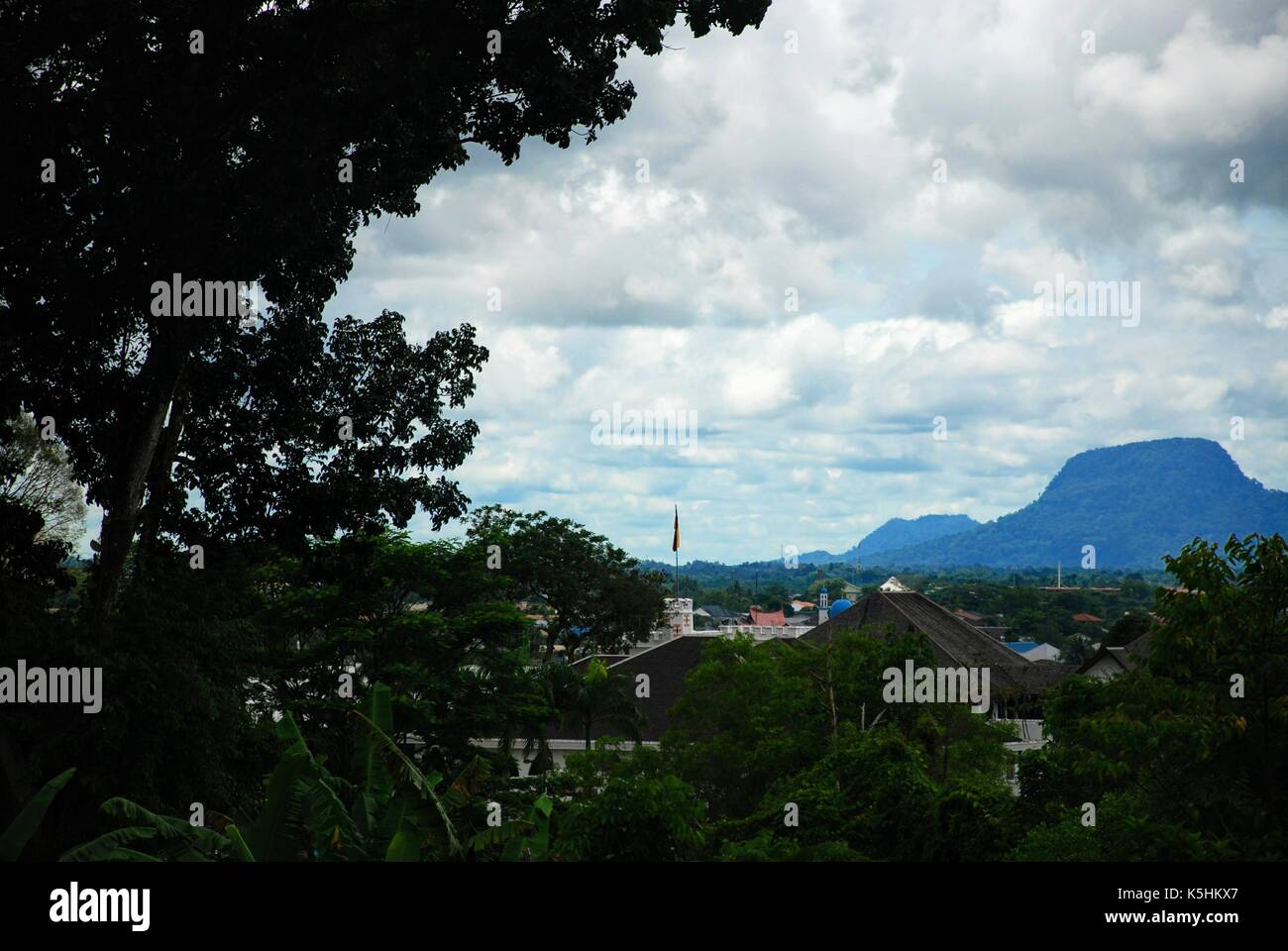 Picture plant borneo forest hi-res stock photography and images - Alamy