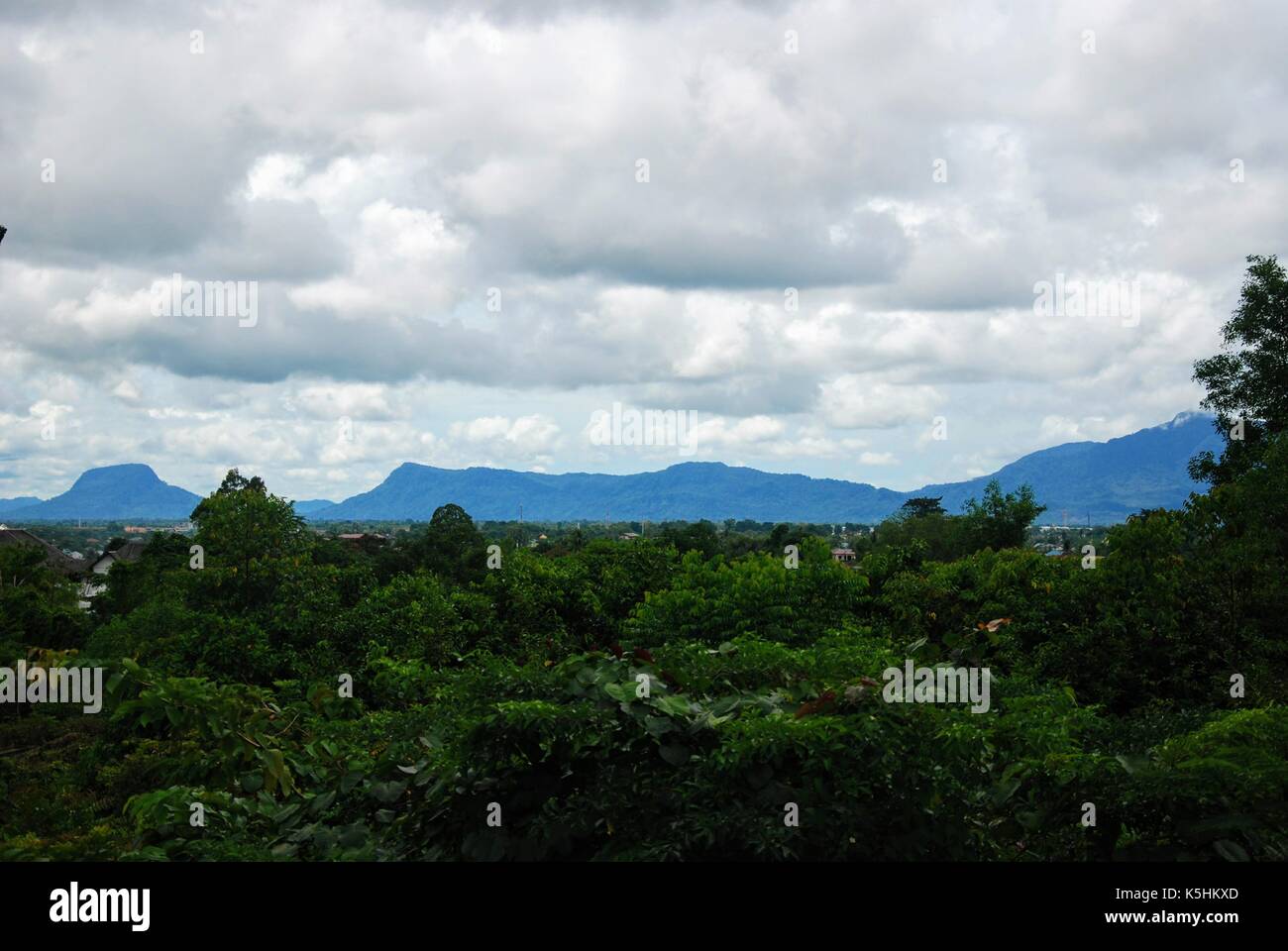 Picture plant borneo forest hi-res stock photography and images - Alamy