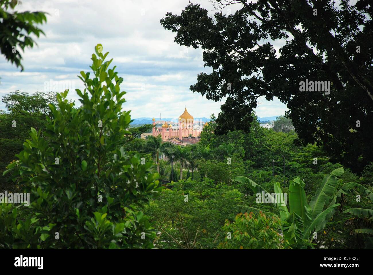 Picture plant borneo forest hi-res stock photography and images - Alamy