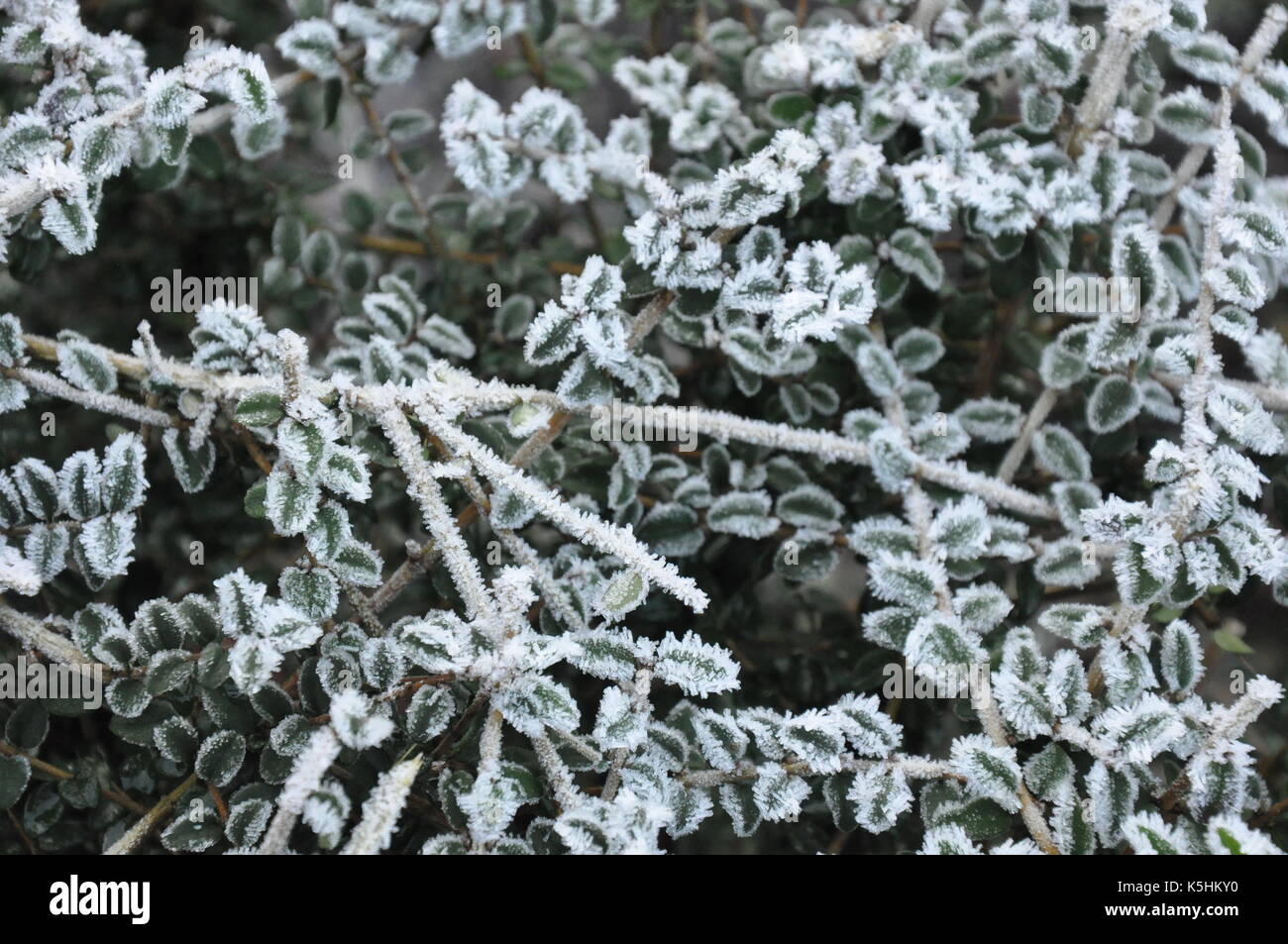 Pretty Frost High Resolution Stock Photography and Images - Alamy