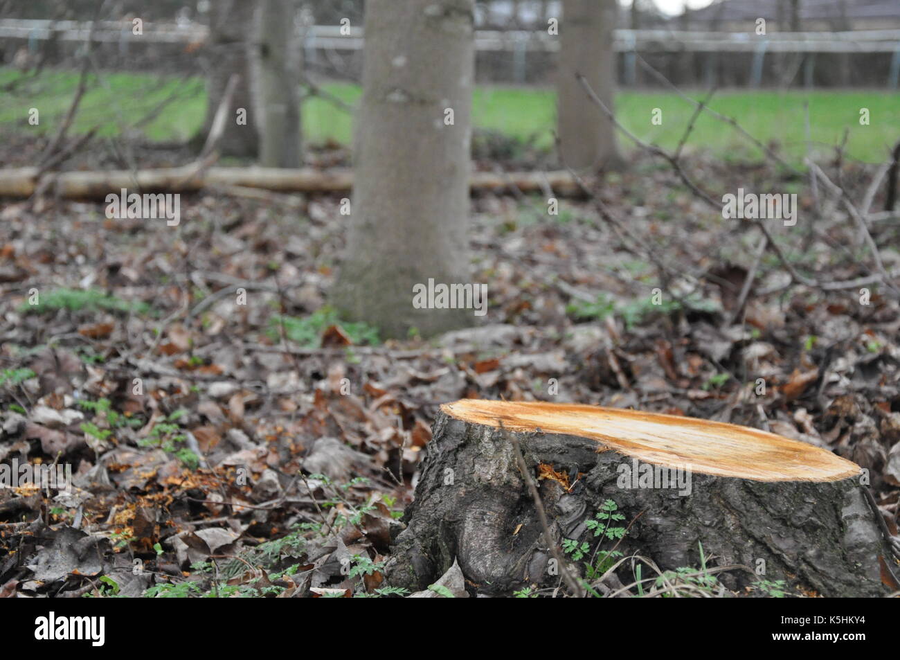 Freshly felled tree stump in woods Stock Photo - Alamy