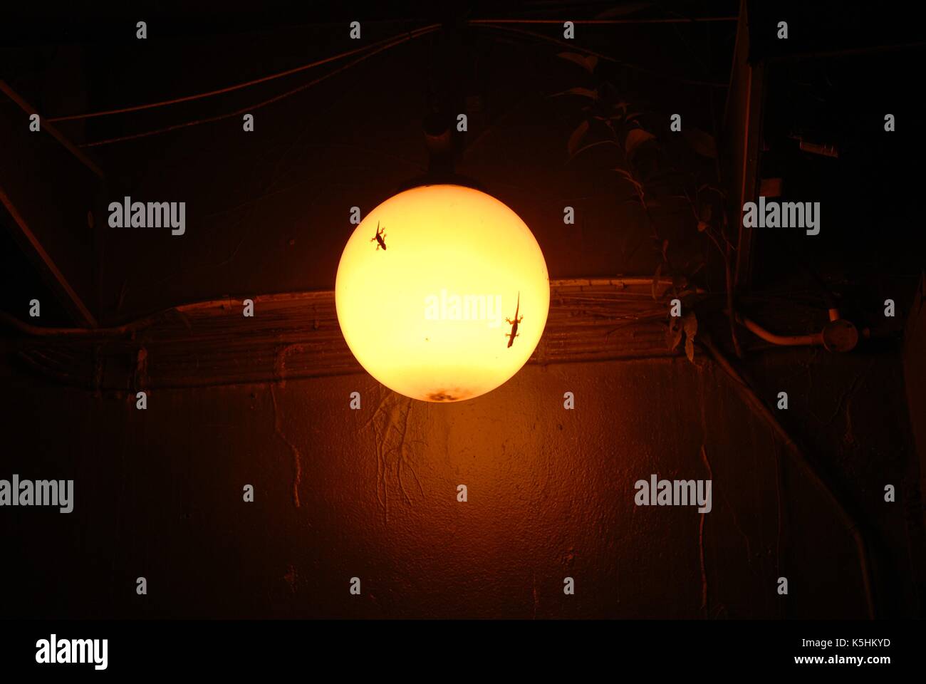 Chinese lizard tail hi-res stock photography and images - Alamy