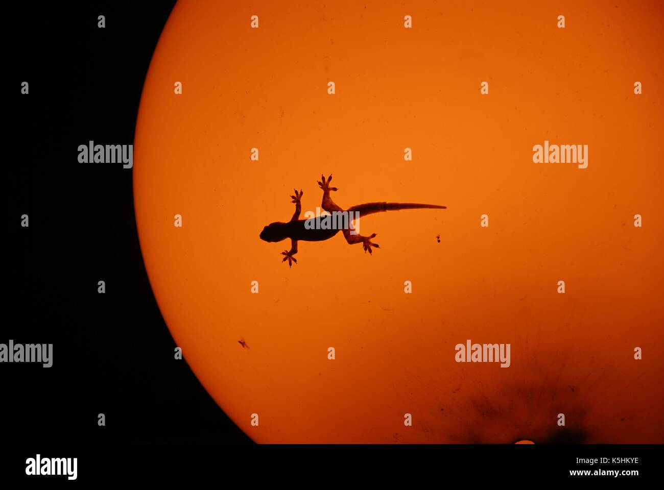 Lizard shape hi-res stock photography and images - Alamy