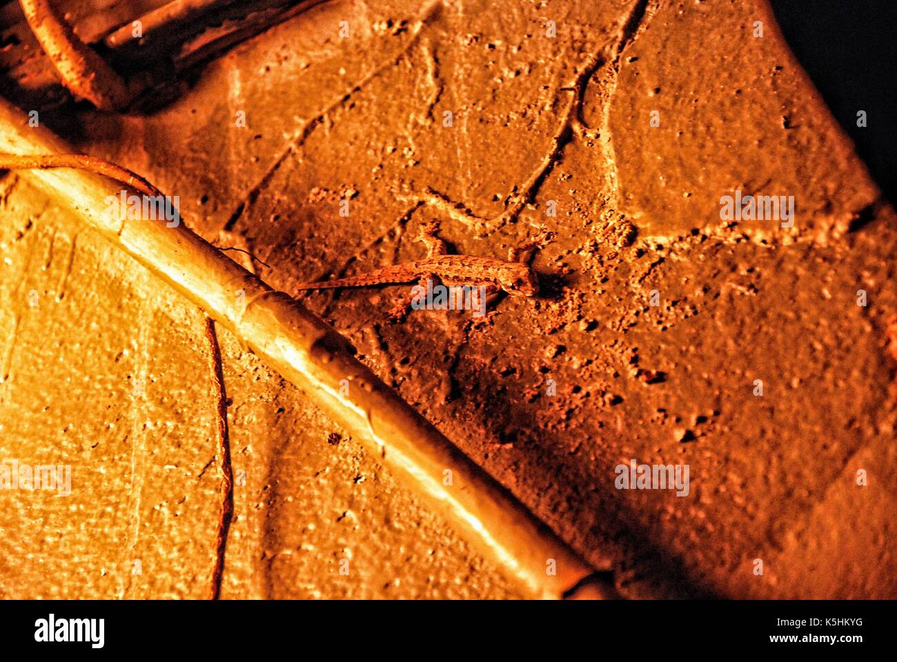 Chinese lizard tail hi-res stock photography and images - Alamy