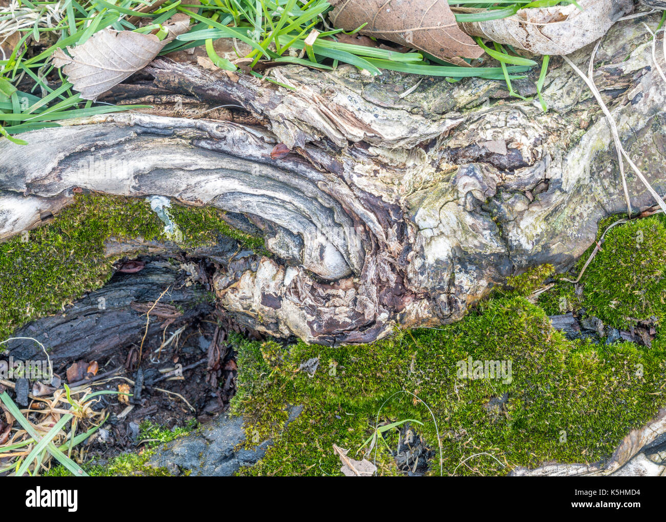 Large log on ground in lawn root of tree Stock Photo - Alamy