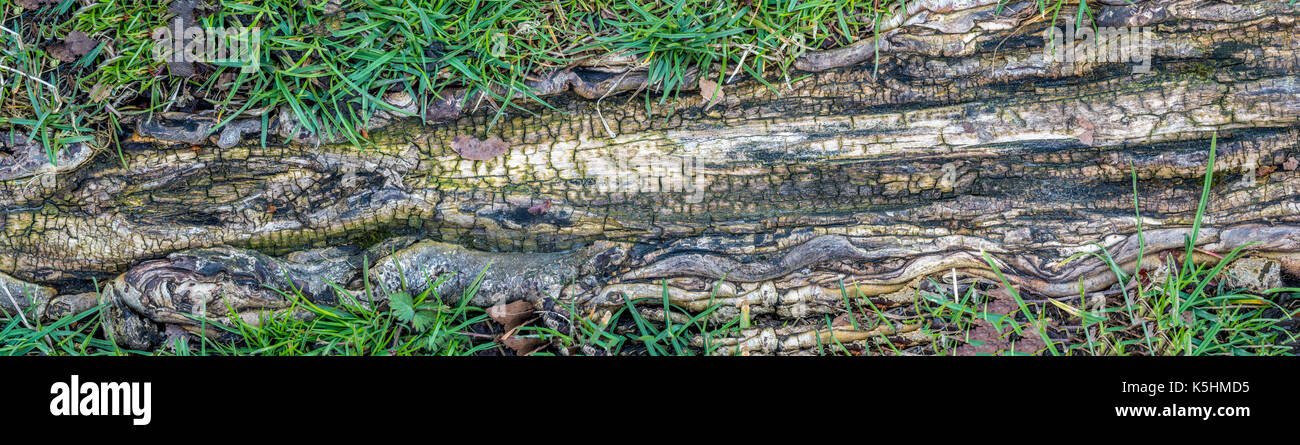 Large log on ground in lawn root of tree Stock Photo - Alamy