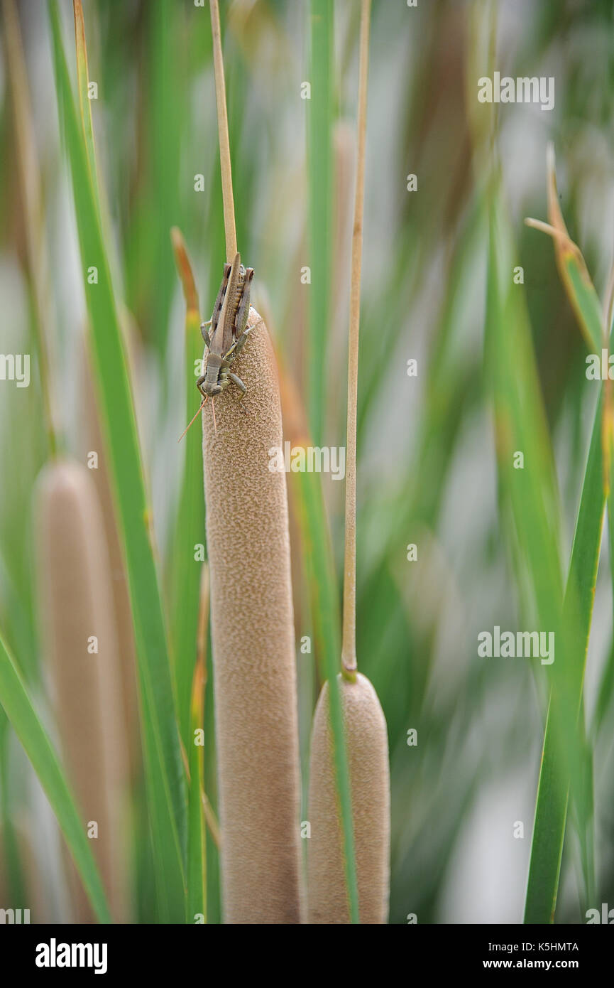 Cattail grass hi-res stock photography and images - Alamy
