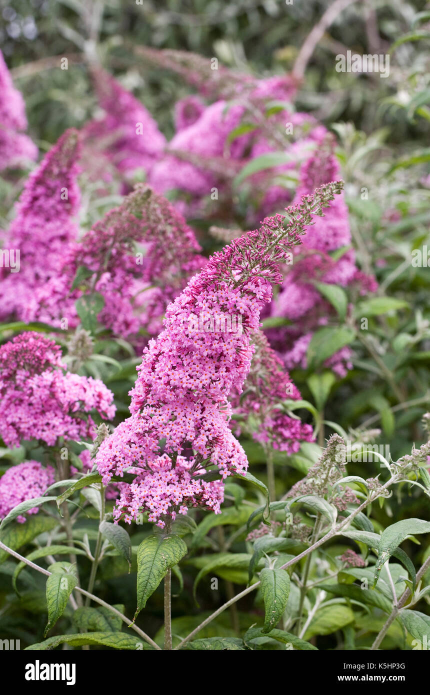 Buddleja hi-res stock photography and images - Alamy