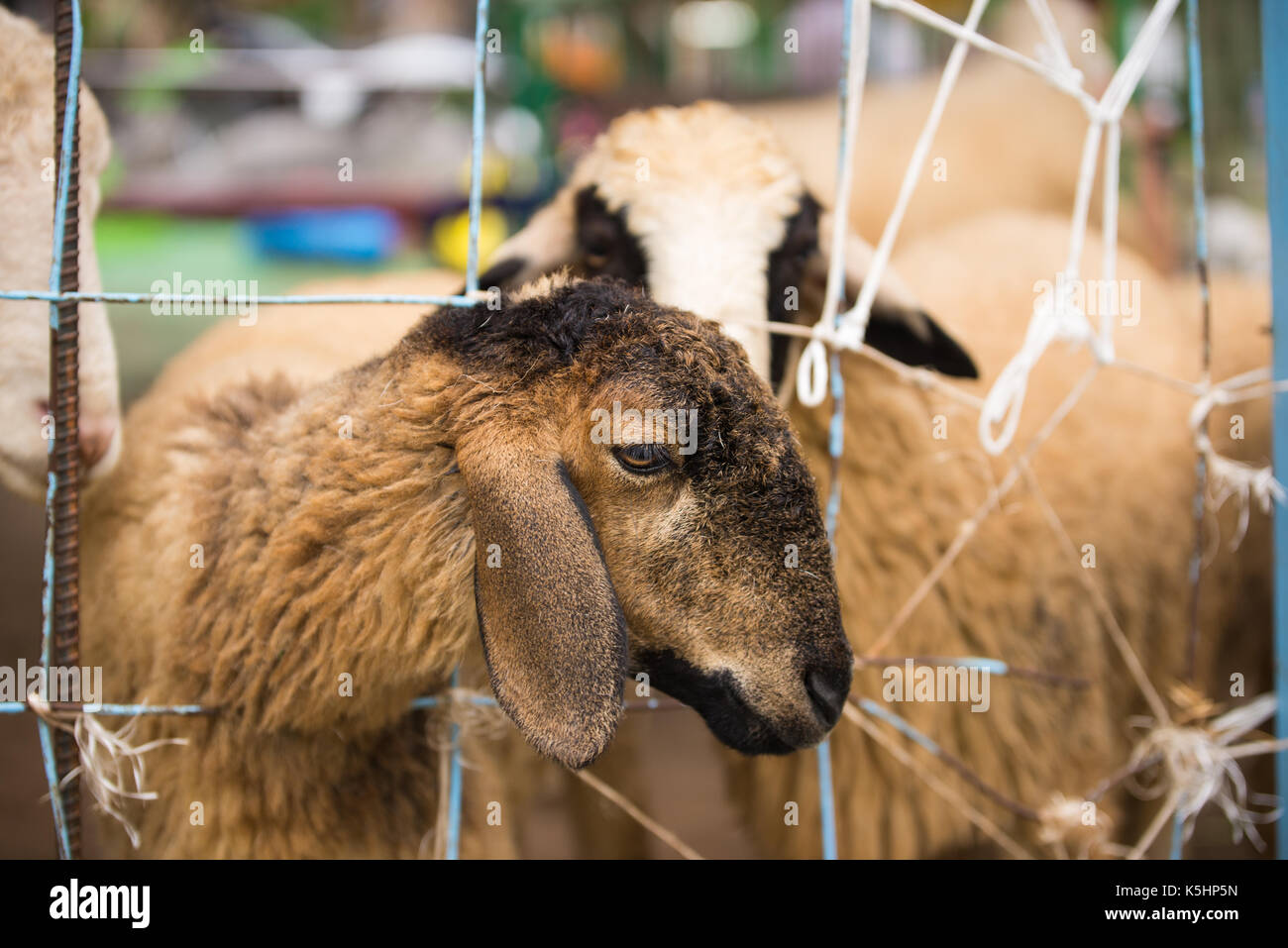Shy sheep hi-res stock photography and images - Alamy