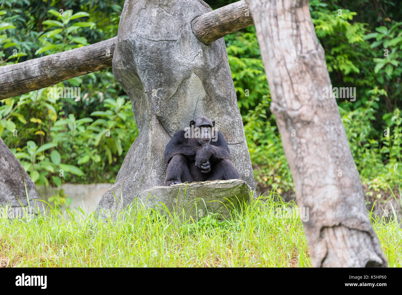 Monkey sit on rock in zoo, monkey with boring face Stock Photo - Alamy