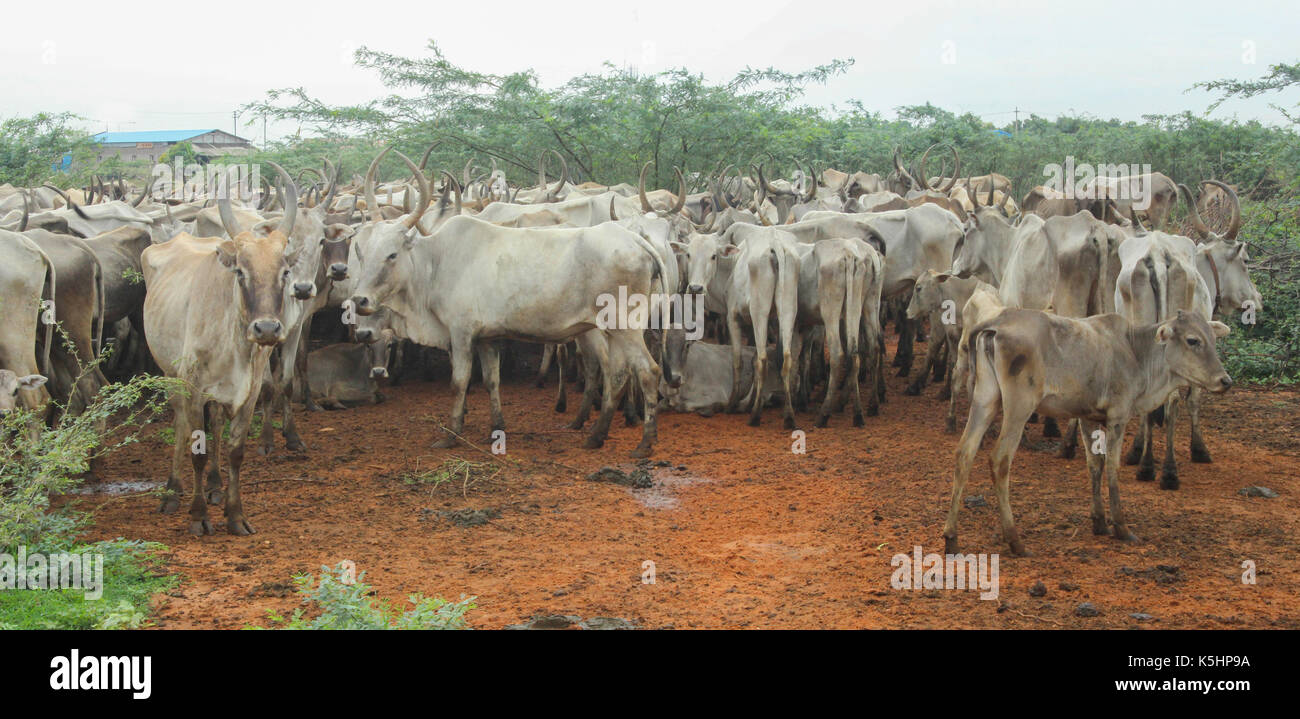 Indian indigenous cow hi-res stock photography and images - Alamy